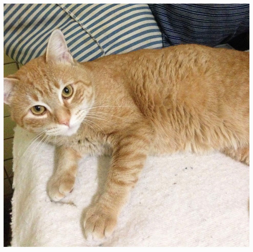 Perros y Gatos en adopción 2017: Te gustan los gatos medio colorados?