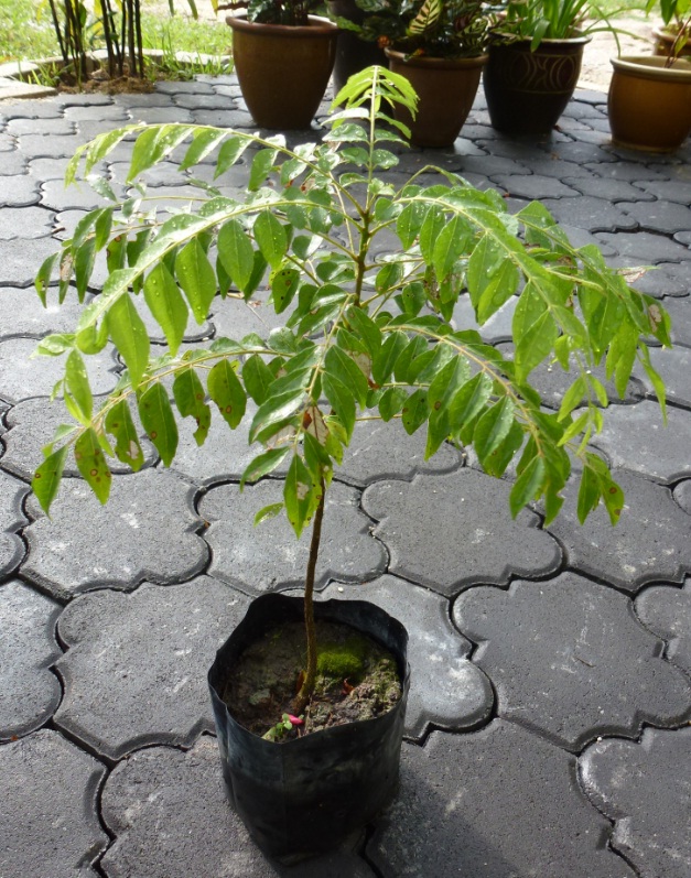 Greenfingers: Layan Diri ke Nurseri