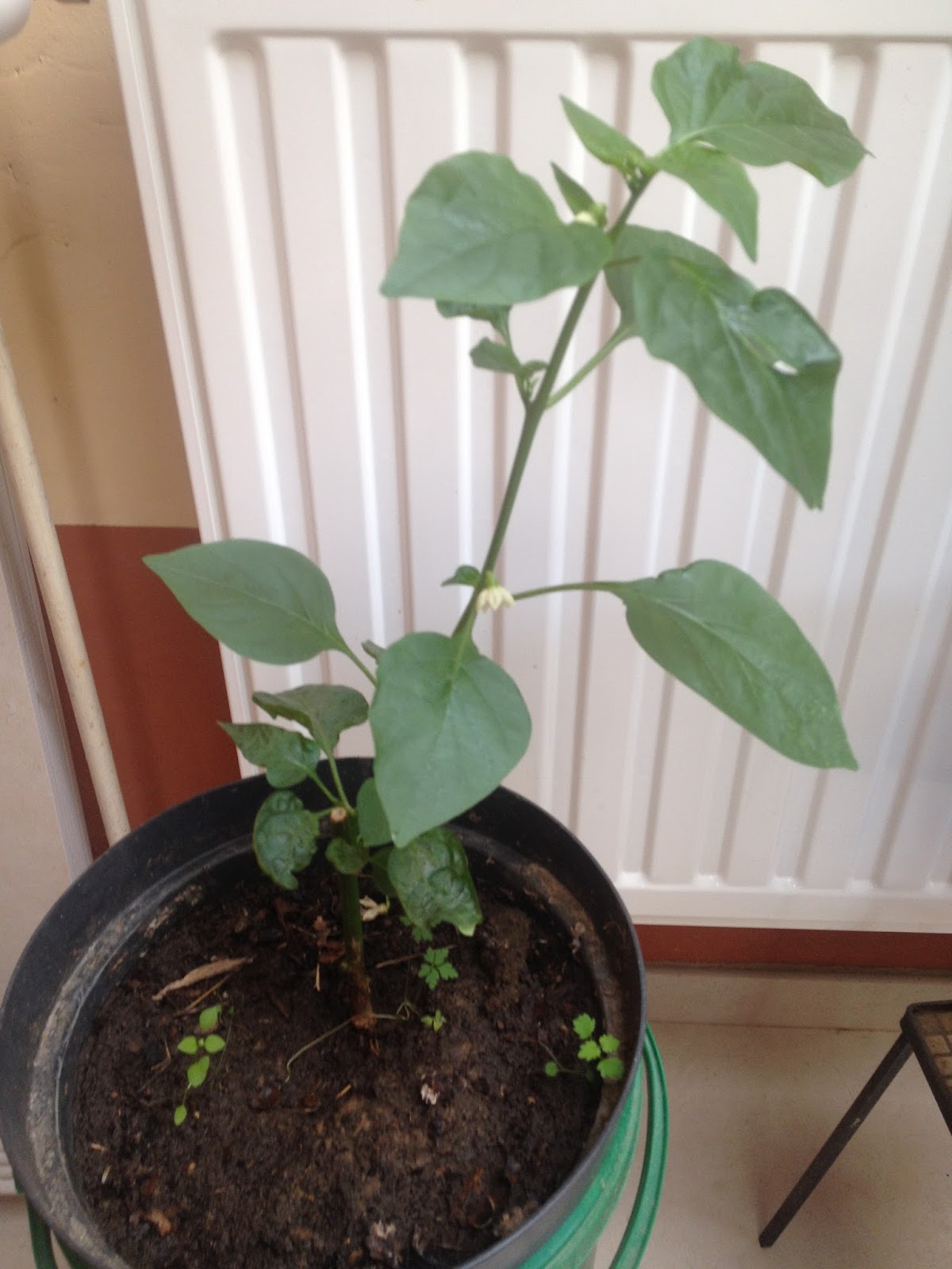 DE ZELFVOORZIENINGSBIJBEL: Paprika: een doorlevende groente?