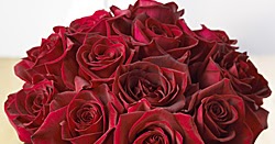 valentine day flowers: Send Flowers For Valentines Day Cheap