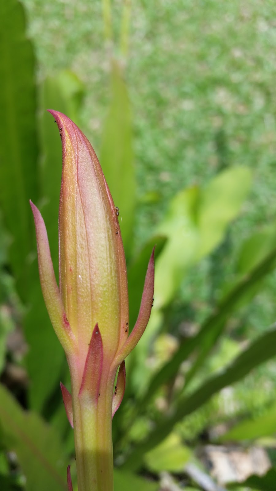 Warisan Petani: Pokok Bunga Bakawali