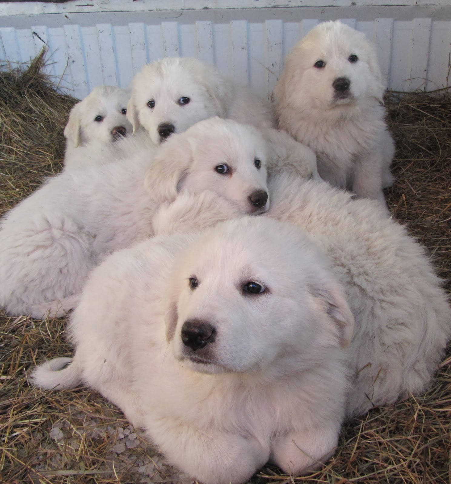 BooneDocksWilcox: Great Pyrenees Puppies