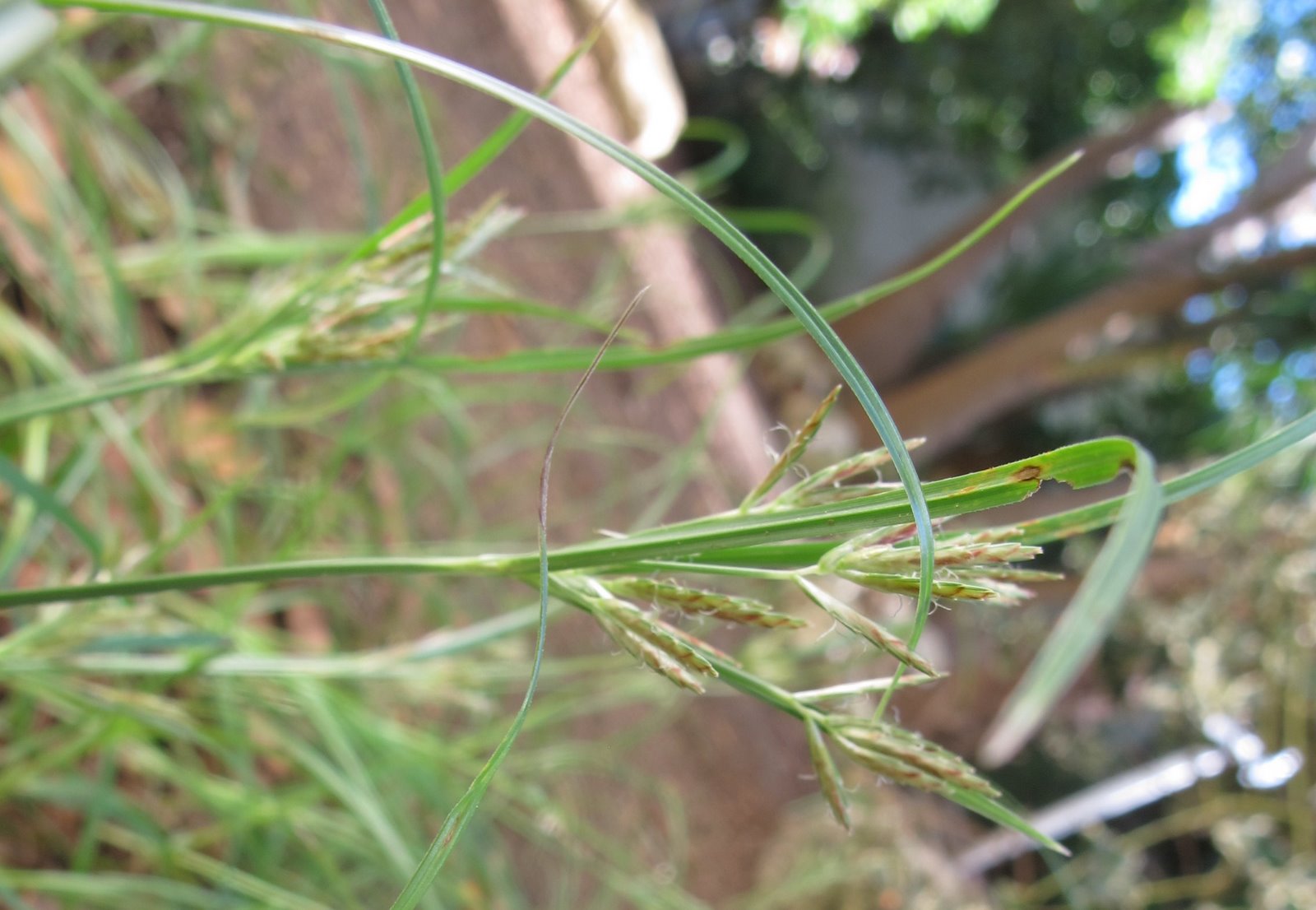 FLORA NEL SALENTO e.. anche altrove: Cyperus rotundus L. - Cyperaceae ...