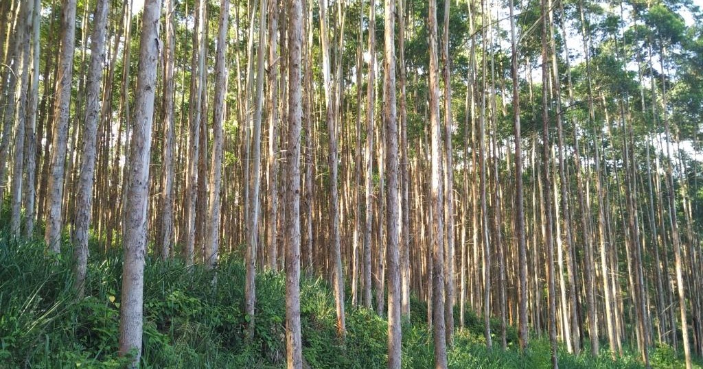 WOOD PLANTATION – PERKEBUNAN KAYU INVESTASI JANGKA PANJANG Untung atau ... WOOD PLANTATION – PERKEBUNAN KAYU INVESTASI JANGKA PANJANG Untung atau ...