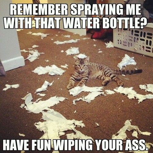 Remember spraying me with that water bottle? | Funny Cat Pictures