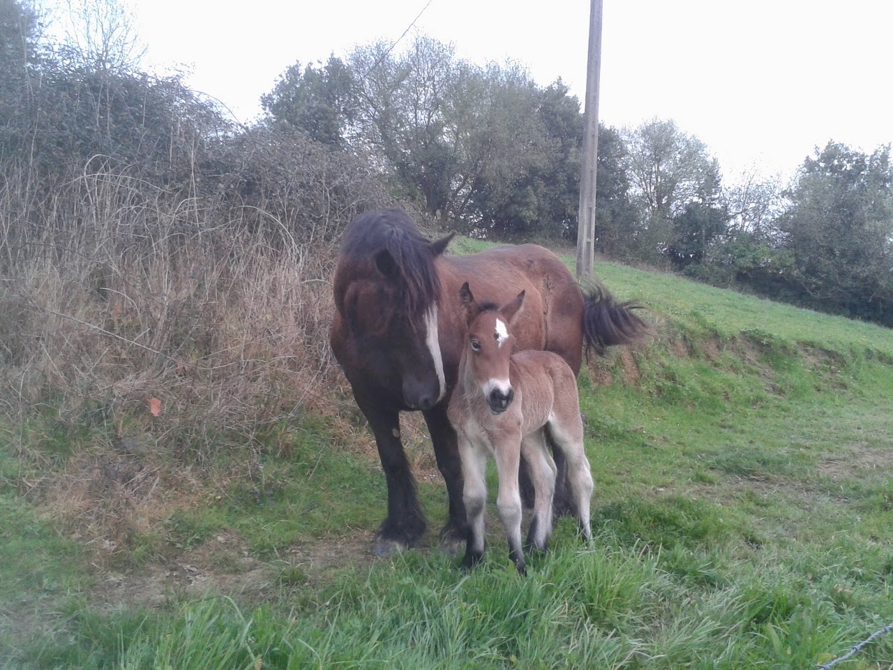 Euskal Herriko Mendiko Zaldia: 04/30/14