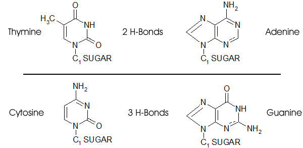 Biology for Dummies: Top Ten Points I need to know about the Genetics Test