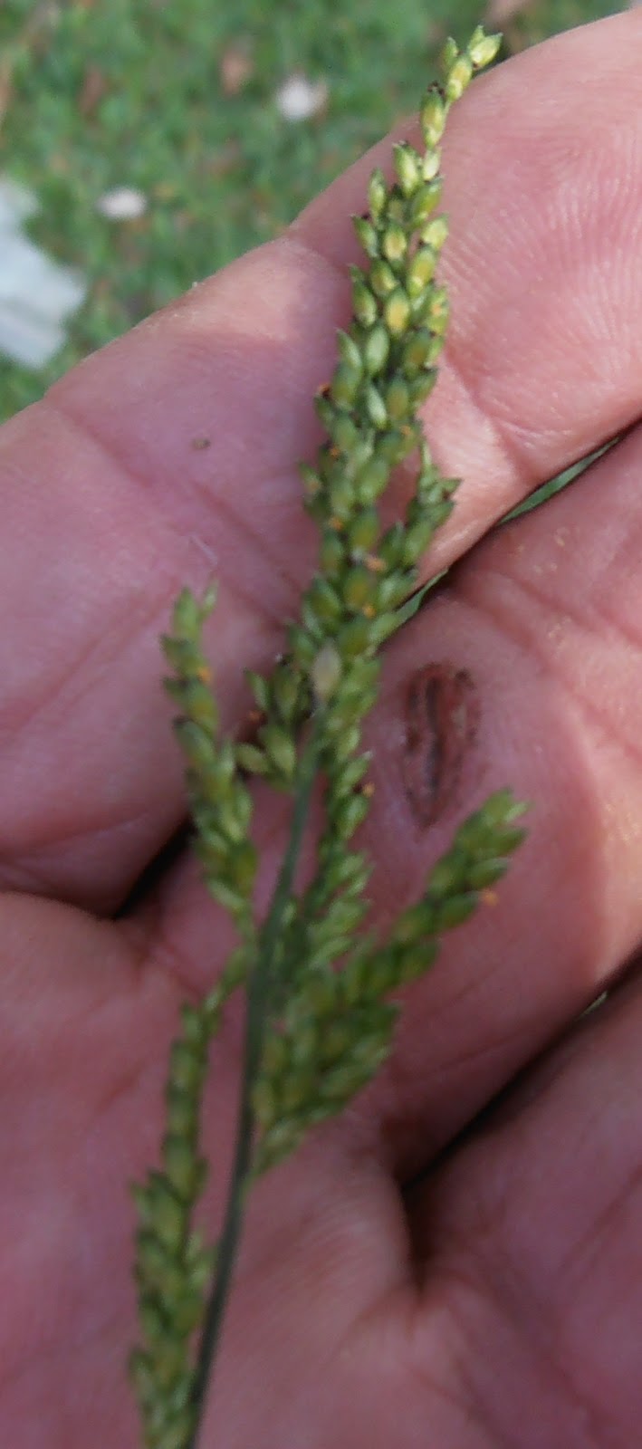 Flora de Puerto Rico Ilustrada Papo Vives: POACEAE Setaria barbata Rabo ...