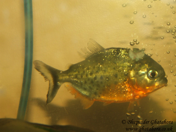 Ghatahora Photography: The red-belly piranha (Pygocentrus Nattereri)
