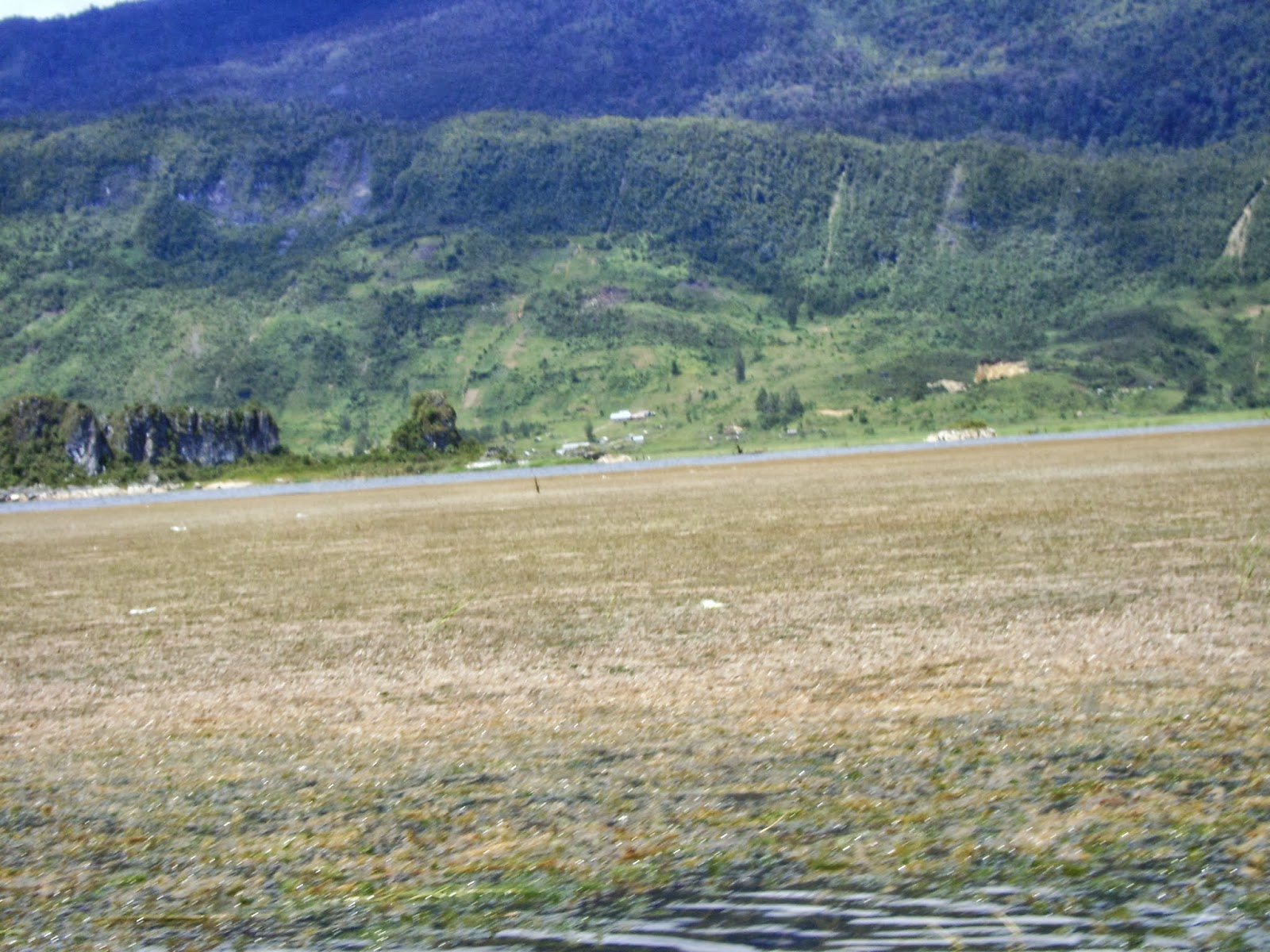 PULAU DUAMO DEIYAI: Biota Danau Tigi Kabupaten Deiyai di Papua
