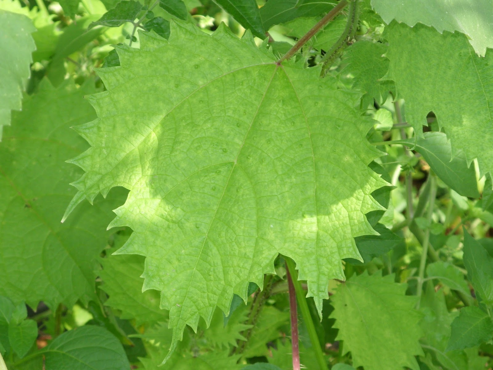 Scirpidiella's Plants: Giant Asian Nettles (Girardinia spp.)