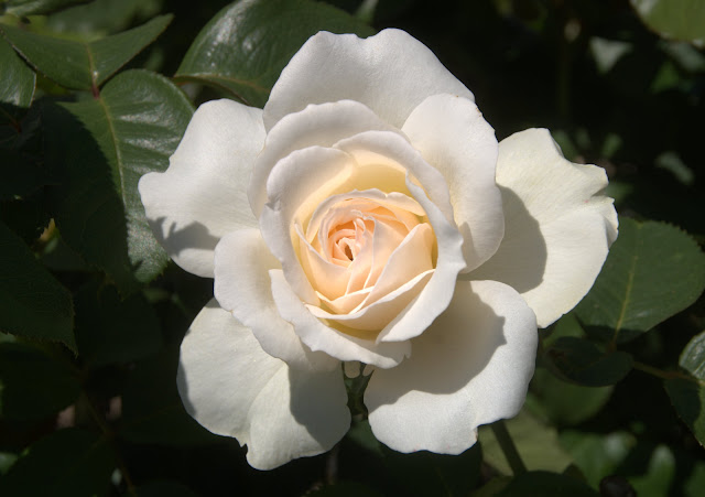 Organic Garden Dreams: September Roses