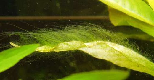 La vie de mon aquarium: algue verte filamenteuse