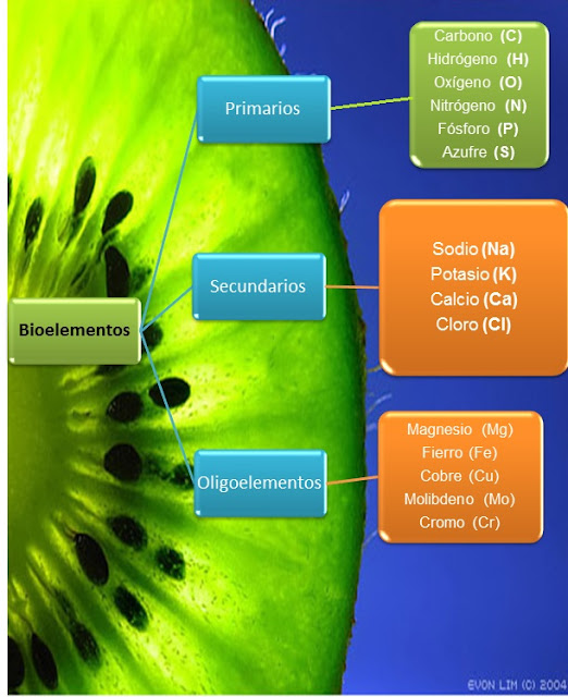 Biología: la ciencia de la vida: Bioelementos