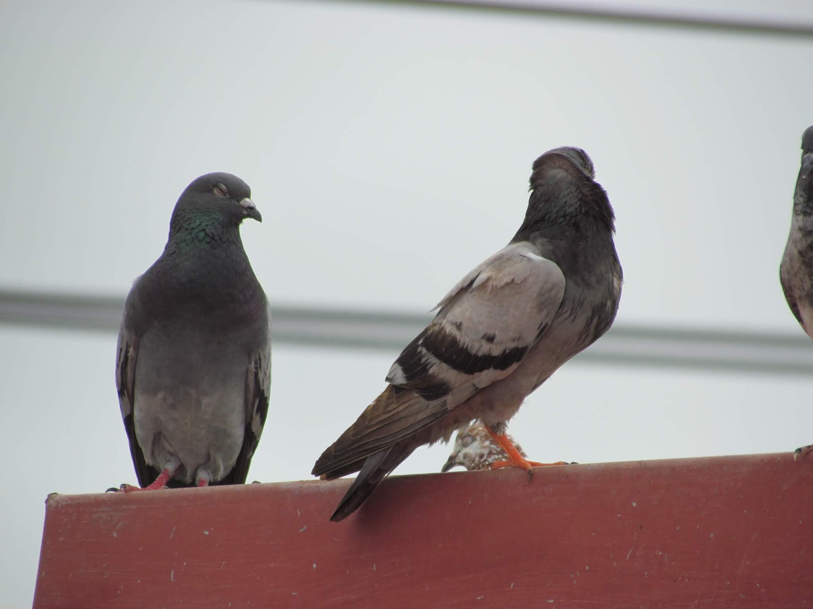 Foto Blog Puerto Rico: Fotos de Aves en Puerto Rico