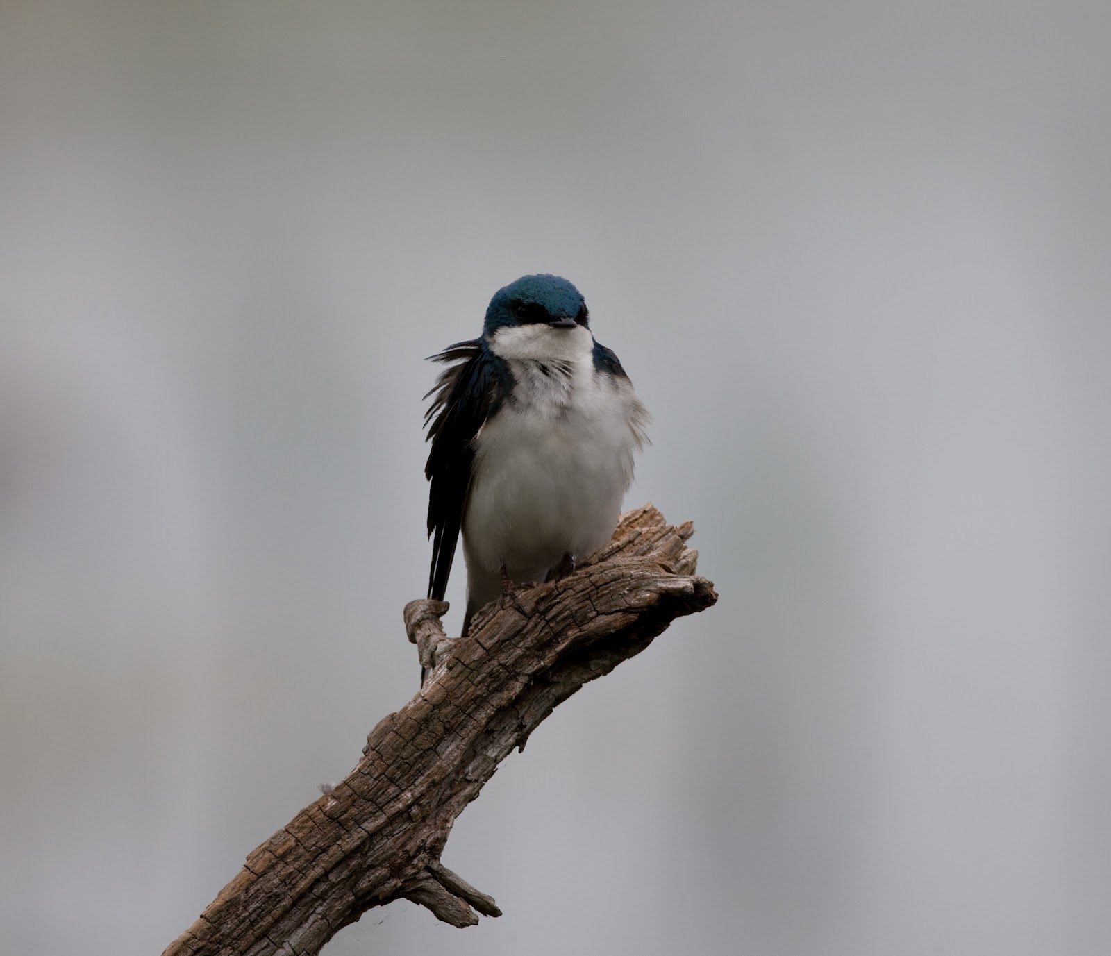 Garden Birds and other sightings...: A long weekend in New England ...