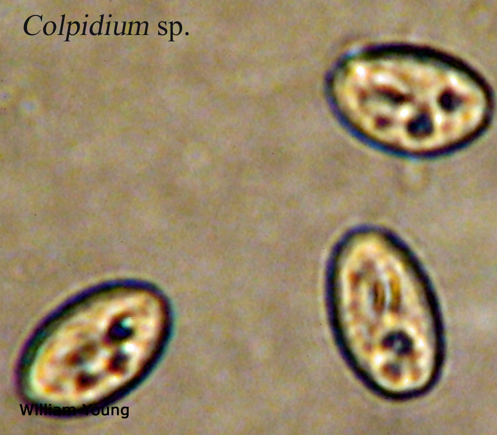 Botany 111 Term Project