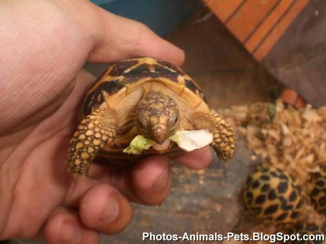 Photos pet baby turtle | Photos-Animals-Pets.BlogSpot.com