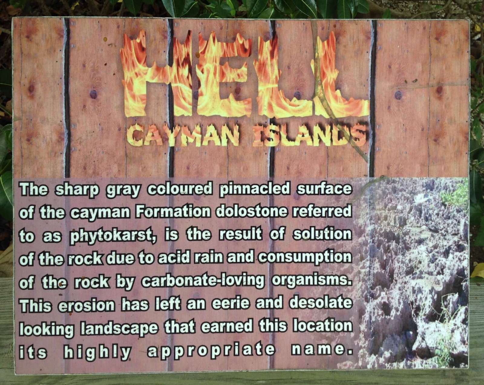 CaymANNature: Cayman Rocks – Caymanite and Phytokarst