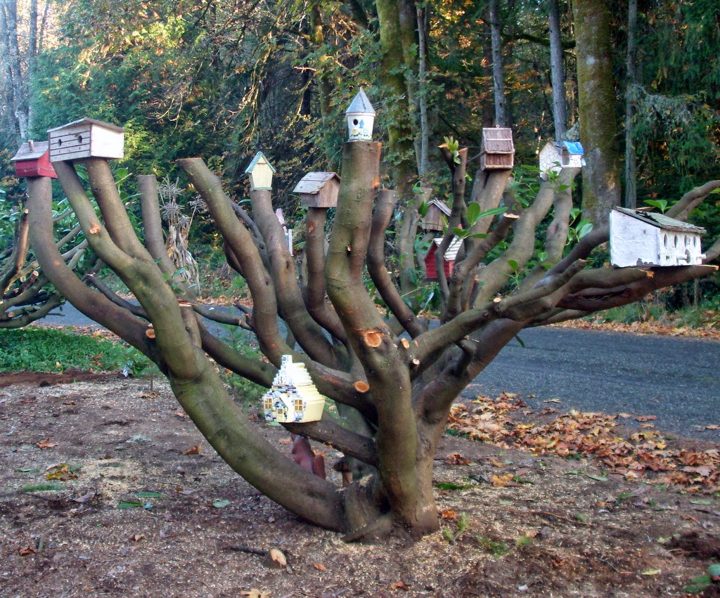 Huckleberry Hill: The Red Maple Tree