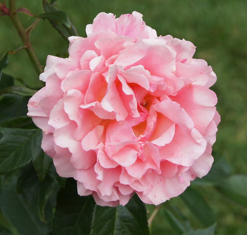 Portland Rose Gardens