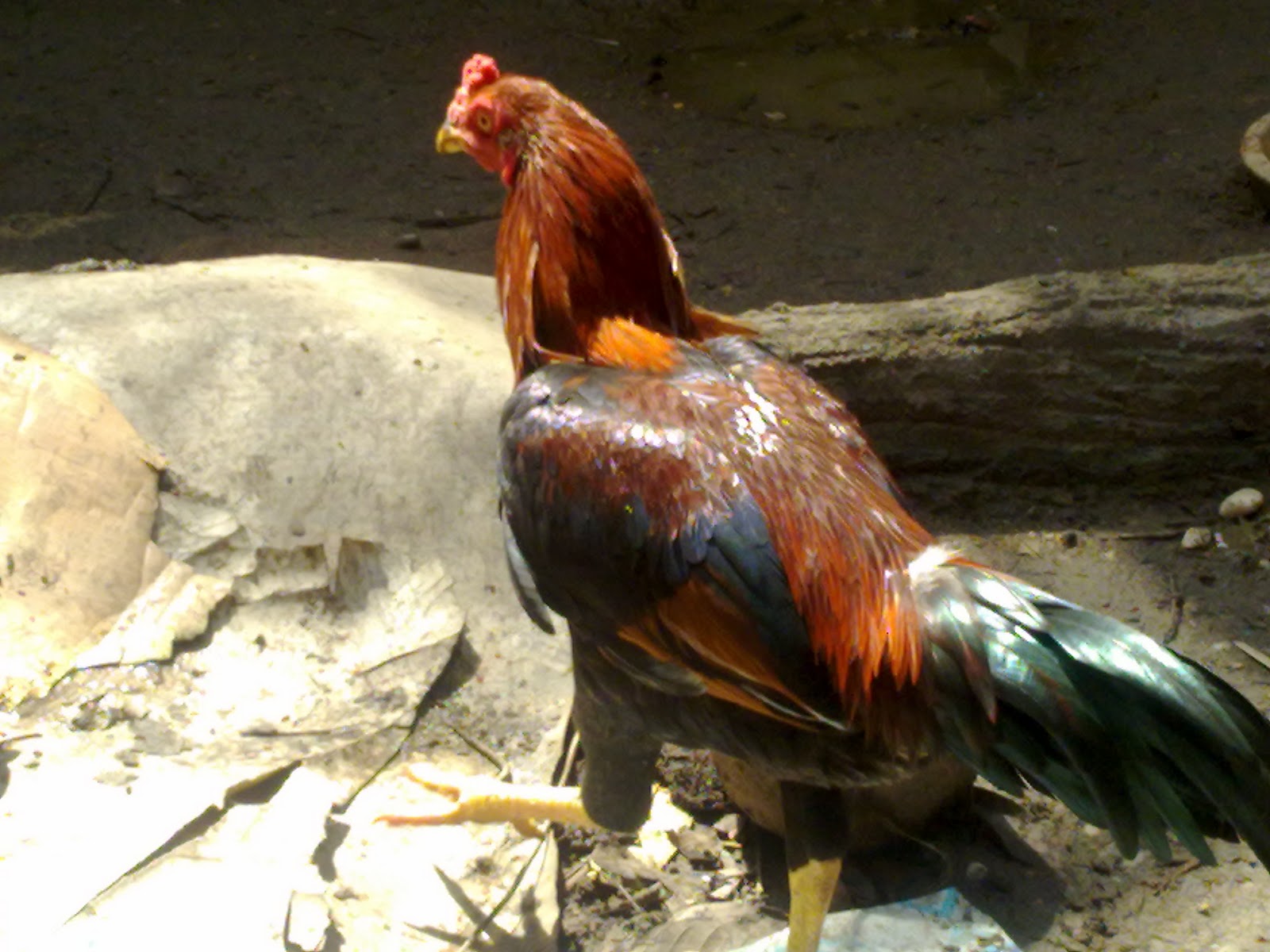 Ayam Sabung: AYAM-AYAM KAMPUNG DI REBAN