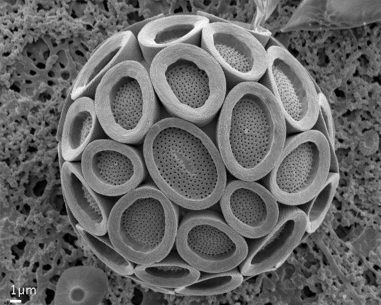 La ciencia es bella: Cocolitóforos ¡qué cosa más bonita!