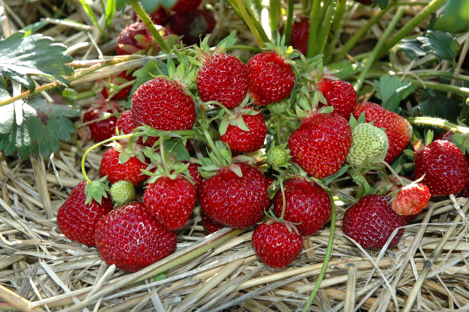 Mondo Fróni: Eper, eper, eper...minden mennyiségben!