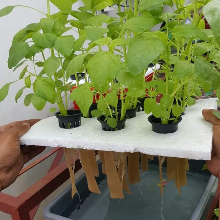 BERTANAM SAYURAN HIDROPONIK PALING SEDERHANA