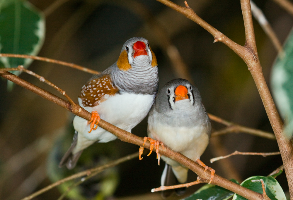 Zebra finch, Taeniopygia guttata