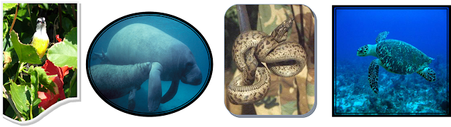 EL MUNDO DE PUERTO RICO: FAUNA