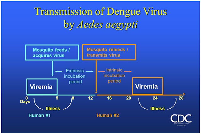 Are asymptomatic dengue “patients” a source of dengue infection to others?