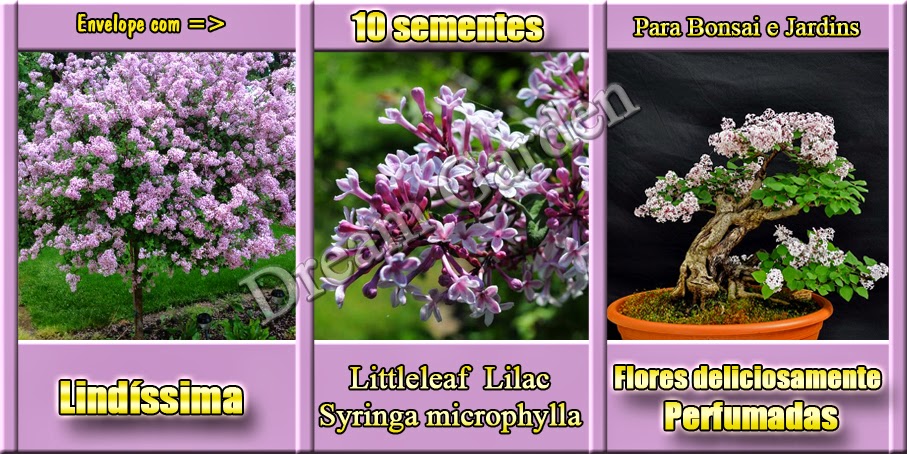 Syringa microphylla - Littleleaf Lilac