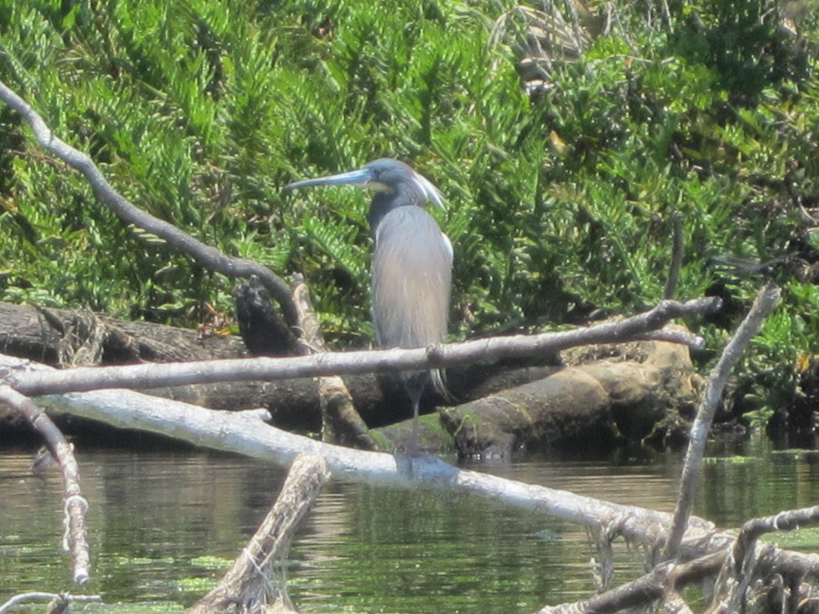 Dave's Yak Tales: Chassahowitzka