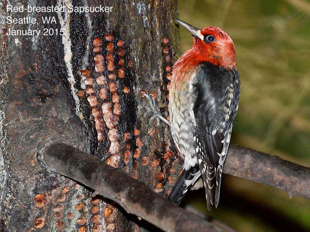 Northwest Nature Notes: A COMMUNITY OF SAPSUCKERS