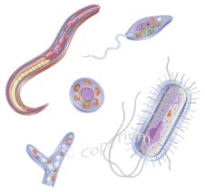 parásitismo ~ microbiologia