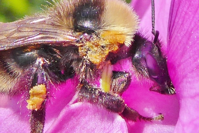 Bees, Birds & Butterflies