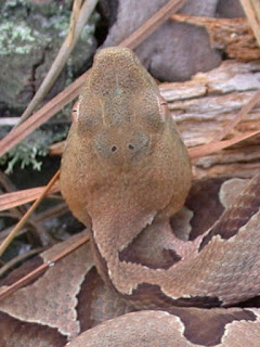 Life is short, but snakes are long: Do snakes have a third eye?