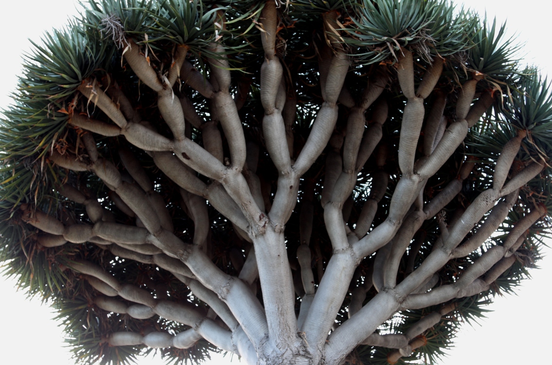 A photo, A thought............: Plant: Dragon blood tree...