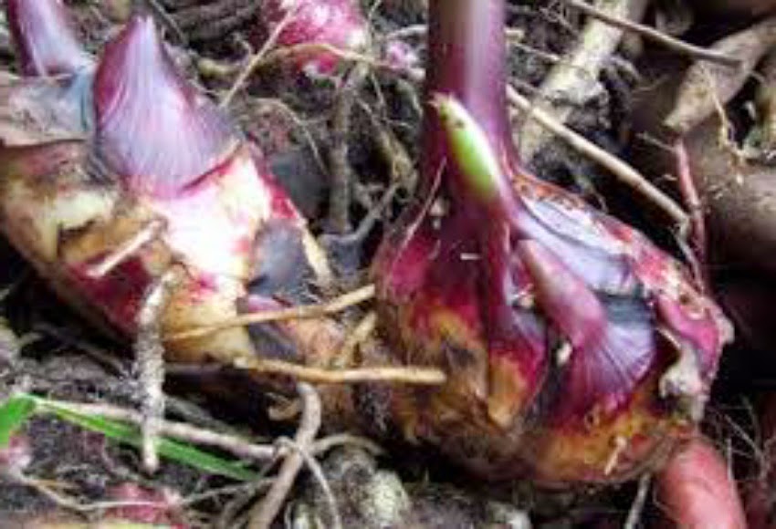 Tepus Somorejo: Budidaya Tanaman Ganyong