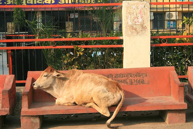benchsite: The Cream of Bovine Benches
