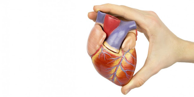 ¿QUE SIGNIFICA EL TÉRMINO CORAZÓN EN LA BIBLIA? - Espero el NUEVO MUNDO ...