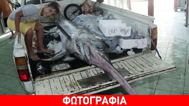 ΧΡΕΙΑ;ΣΤΗΚΑΝ ΦΟΡΤΗΓΑΚΙ ΓΙΑ ΝΑ ΤΟΝ ΜΕΤΑΦΕΡΟΥΝ... ΞΙΦΙΑ ΤΕΡΑΣ 360 ΚΙΛΩΝ ...