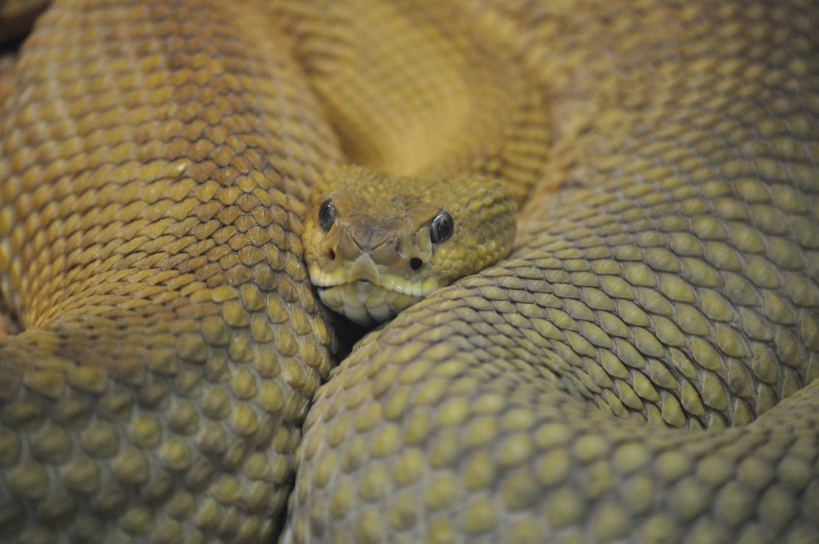 ZOOTOGRAFIANDO (6.096 ANIMALS): CASCABEL DEL PACÍFICO (Crotalus basiliscus)