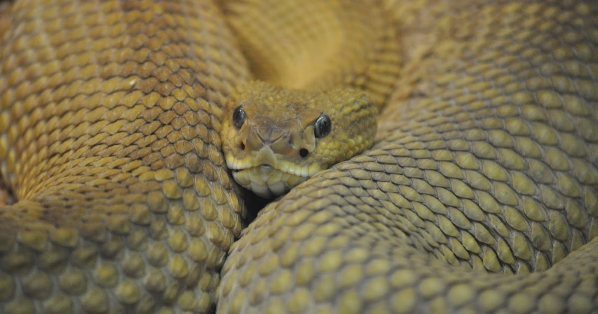ZOOTOGRAFIANDO (6.096 ANIMALS): CASCABEL DEL PACÍFICO (Crotalus basiliscus)