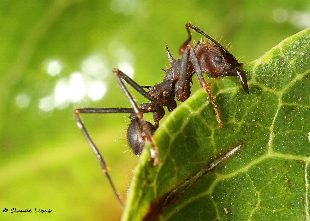 fourmis de Cuba- Hormigas de Cuba- Ants of Cuba: Atta insularis
