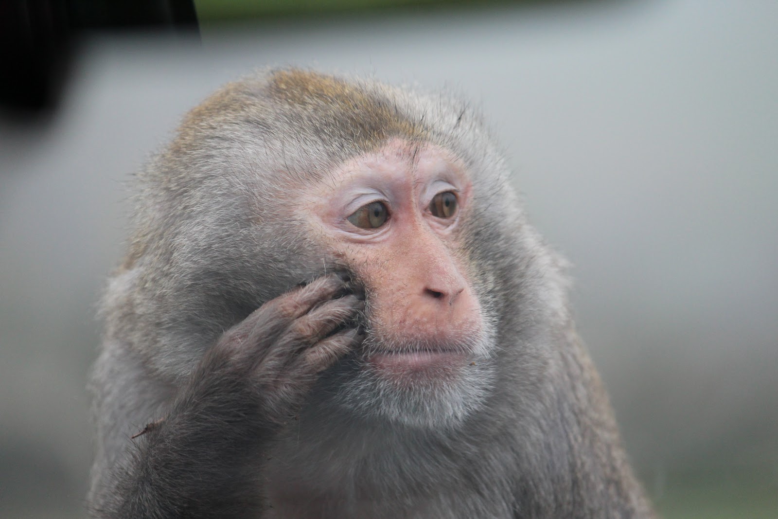 A Diary of New Freedom: Monkey World and Longleat Safari Park