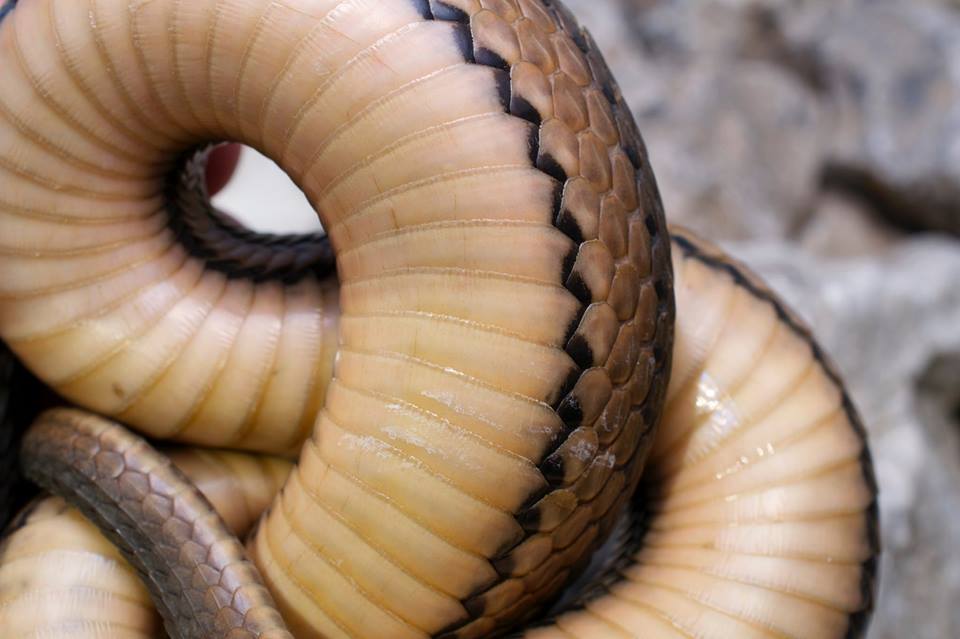 Herpedex: All the Herps I Have Seen In The Wild: Herping in Sangamon ...