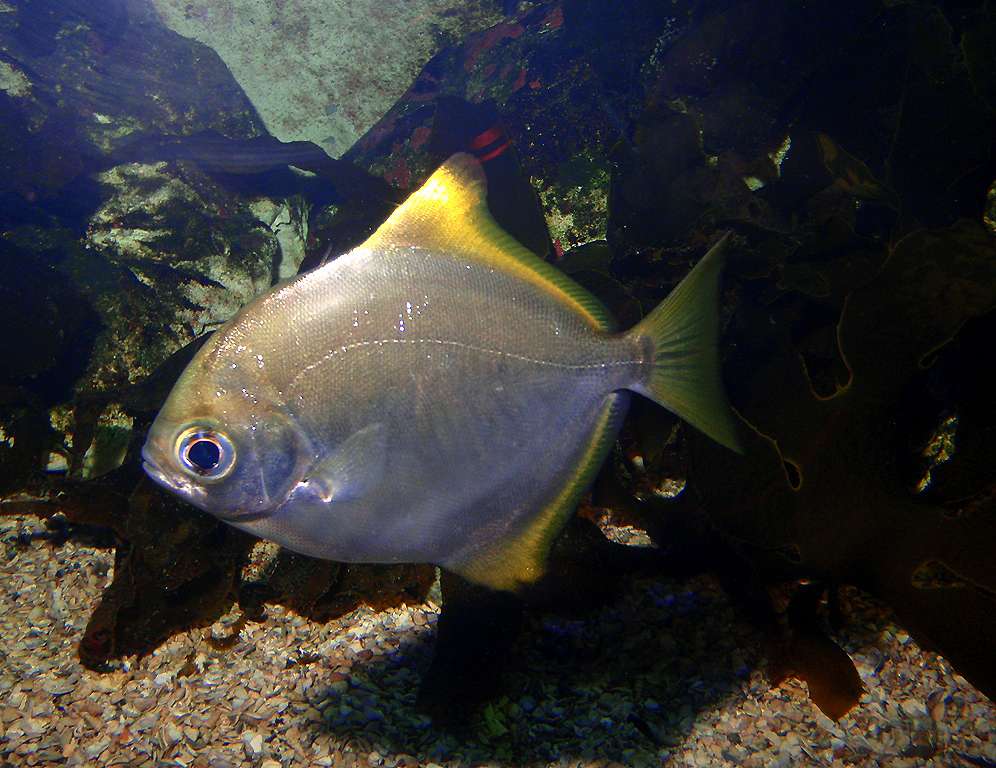AQUATICHYK: SILVER BATFISH / Monodactylus argenatus
