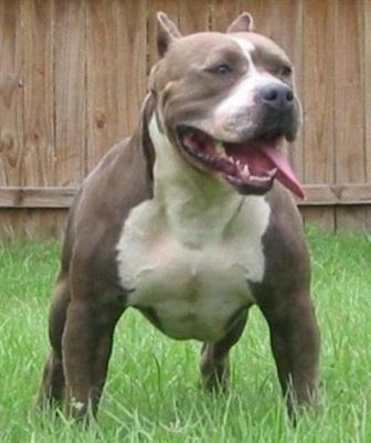 Perros de presa: American pitbull terrier